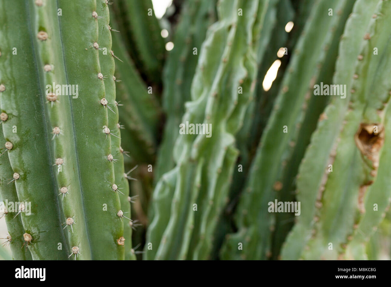 A large cactus with thorns in the wild spiny background close up Stock ...