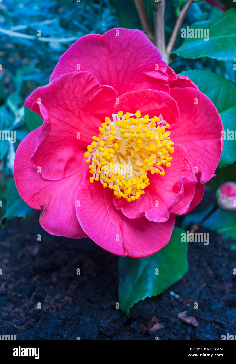 Semi double pink camellia flower hi-res stock photography and images ...