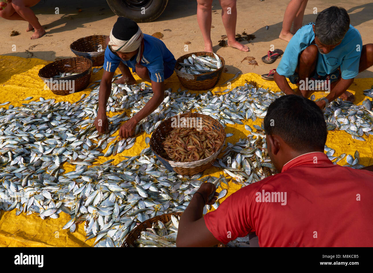 Fishermen, Goa beach, India Stock Photo - Alamy