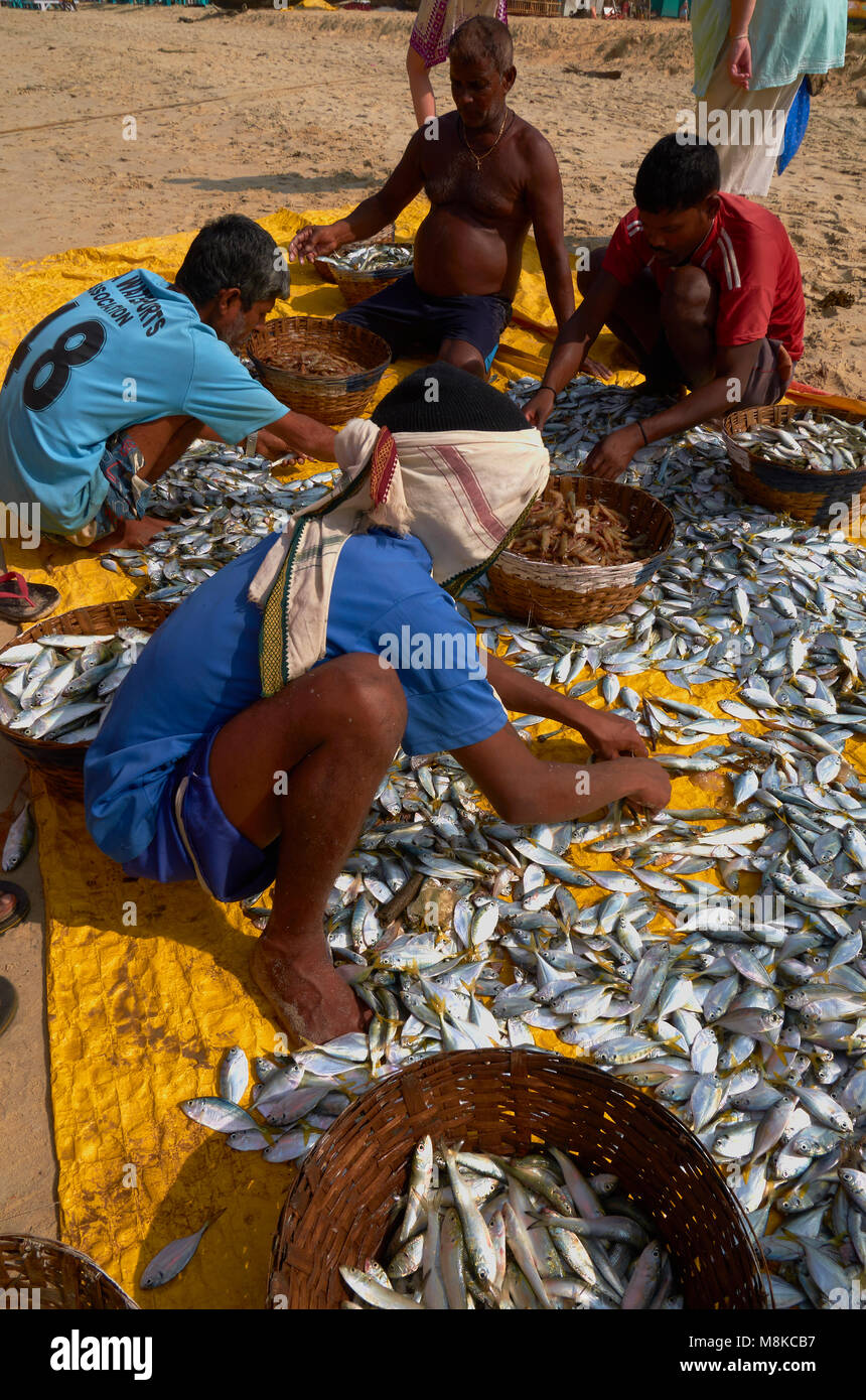 Fishermen, Goa beach, India Stock Photo - Alamy