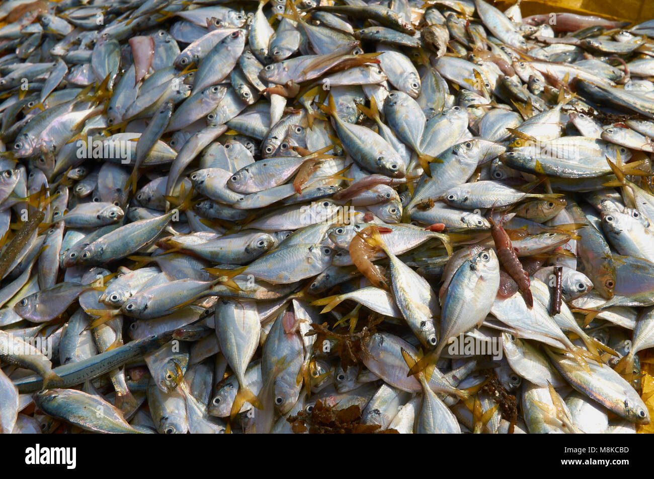 Many small fish on a beach, Goa, India Stock Photo - Alamy