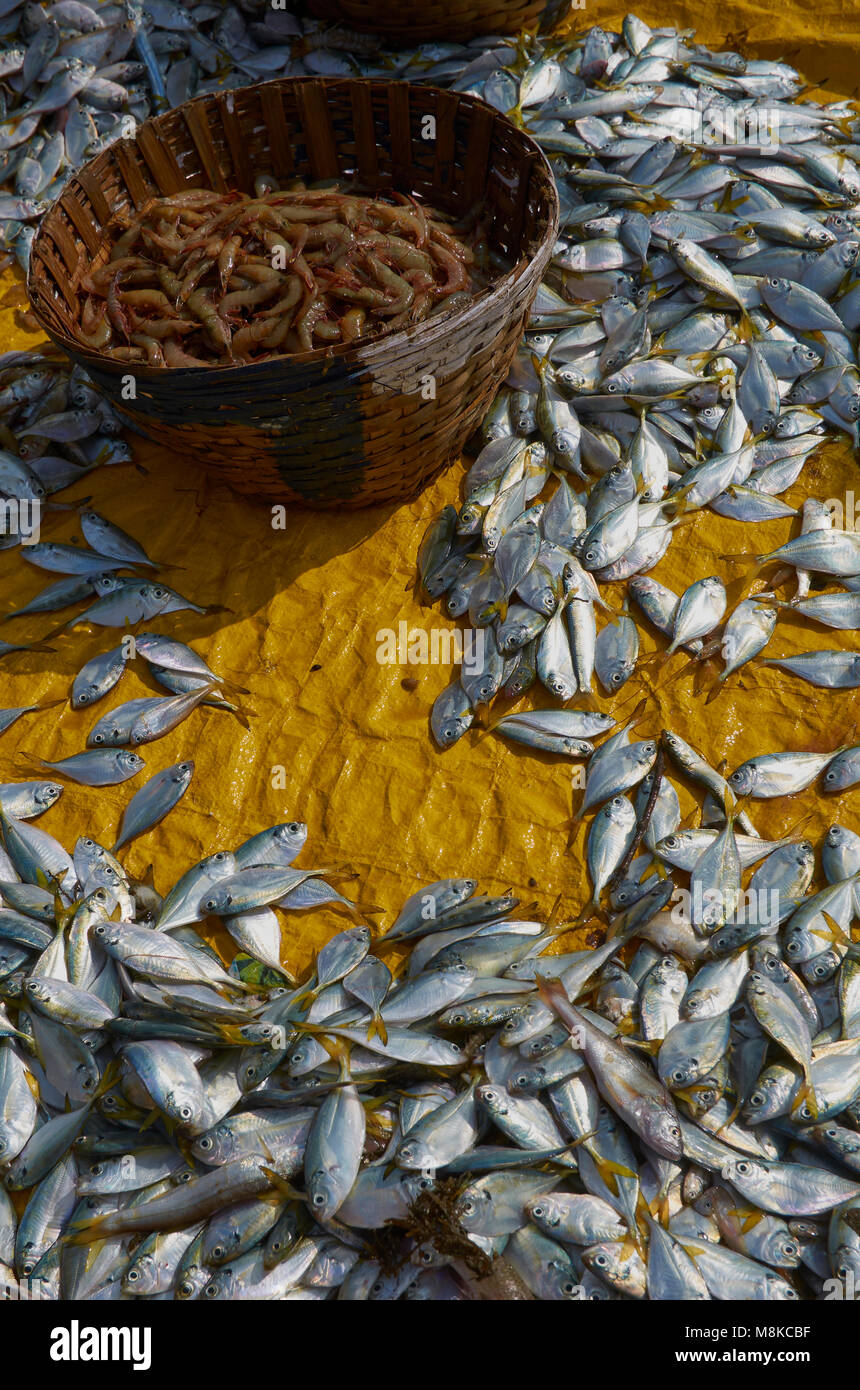 Many small fish on a beach, Goa, India Stock Photo - Alamy