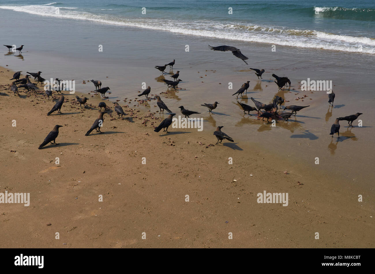 Crows on the beach eating fish, Goa, India Stock Photo - Alamy