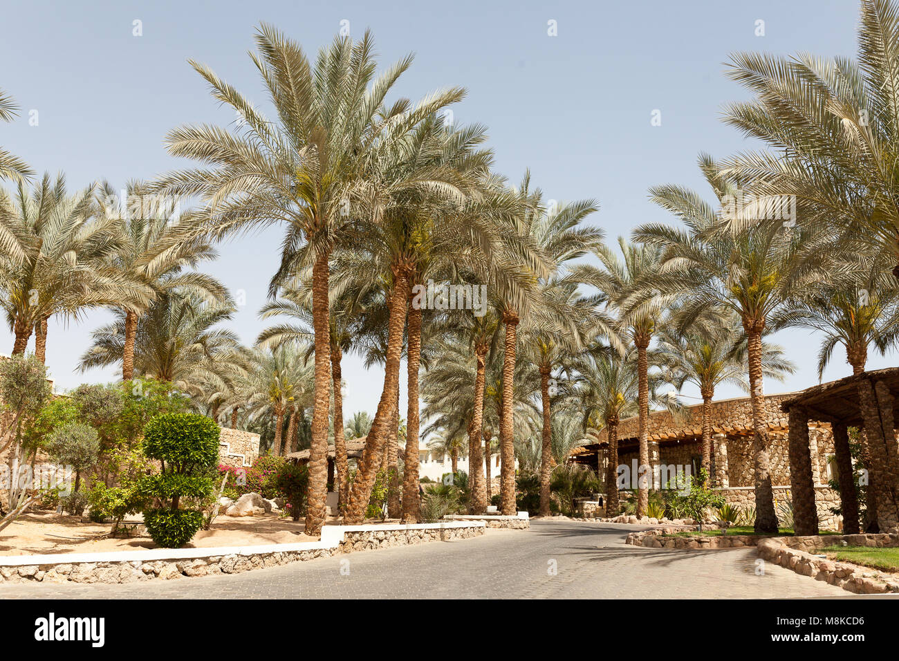 tropical luxury resort hotel Arab architecture with palm Summer time ...