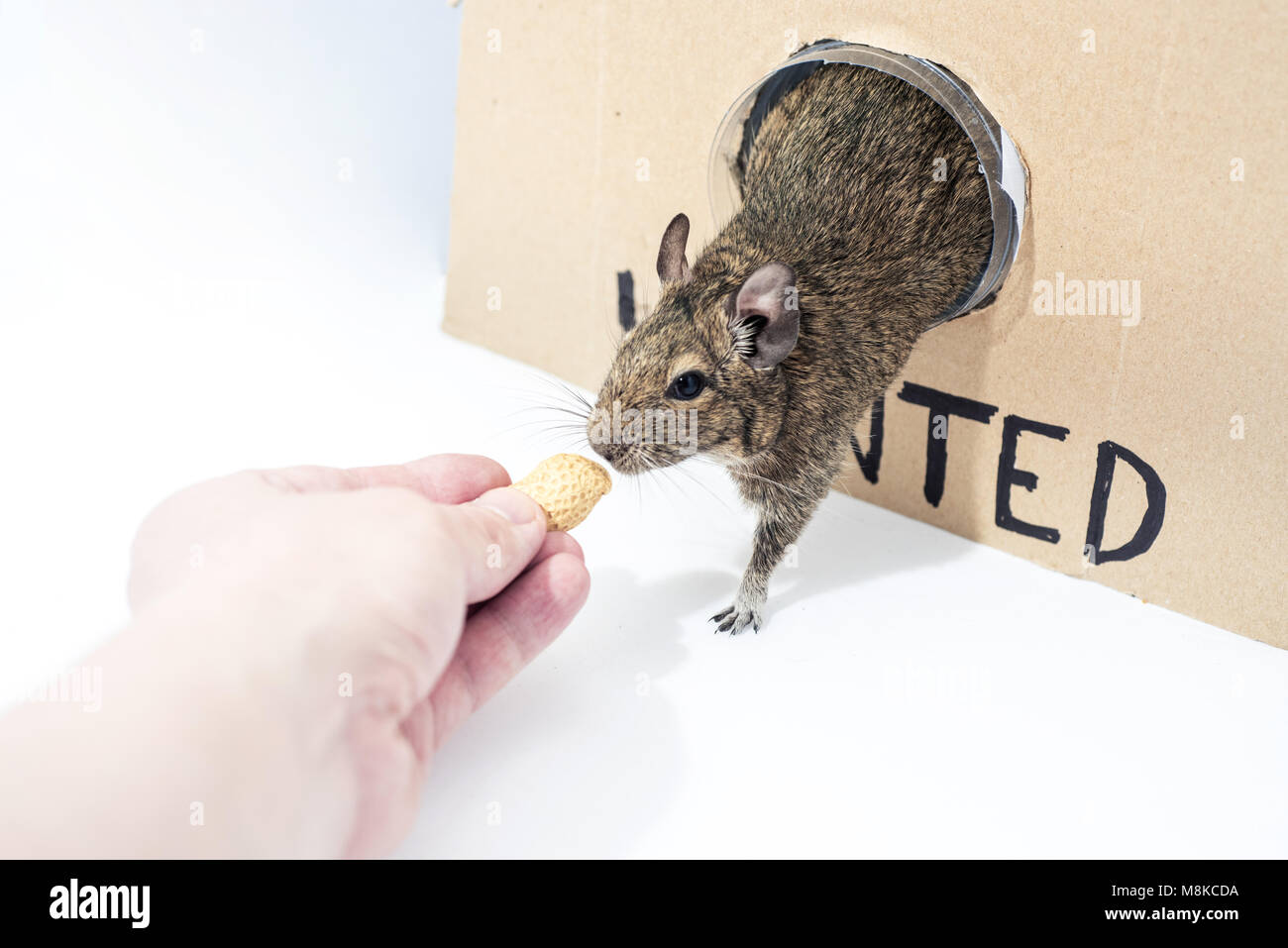 Small Australian home pet Degu. Isolated on white background Stock ...
