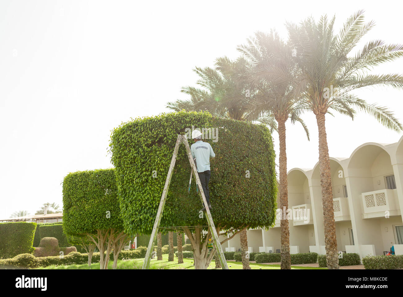 Man is cutting trees in the park professional gardener in a uniform ...