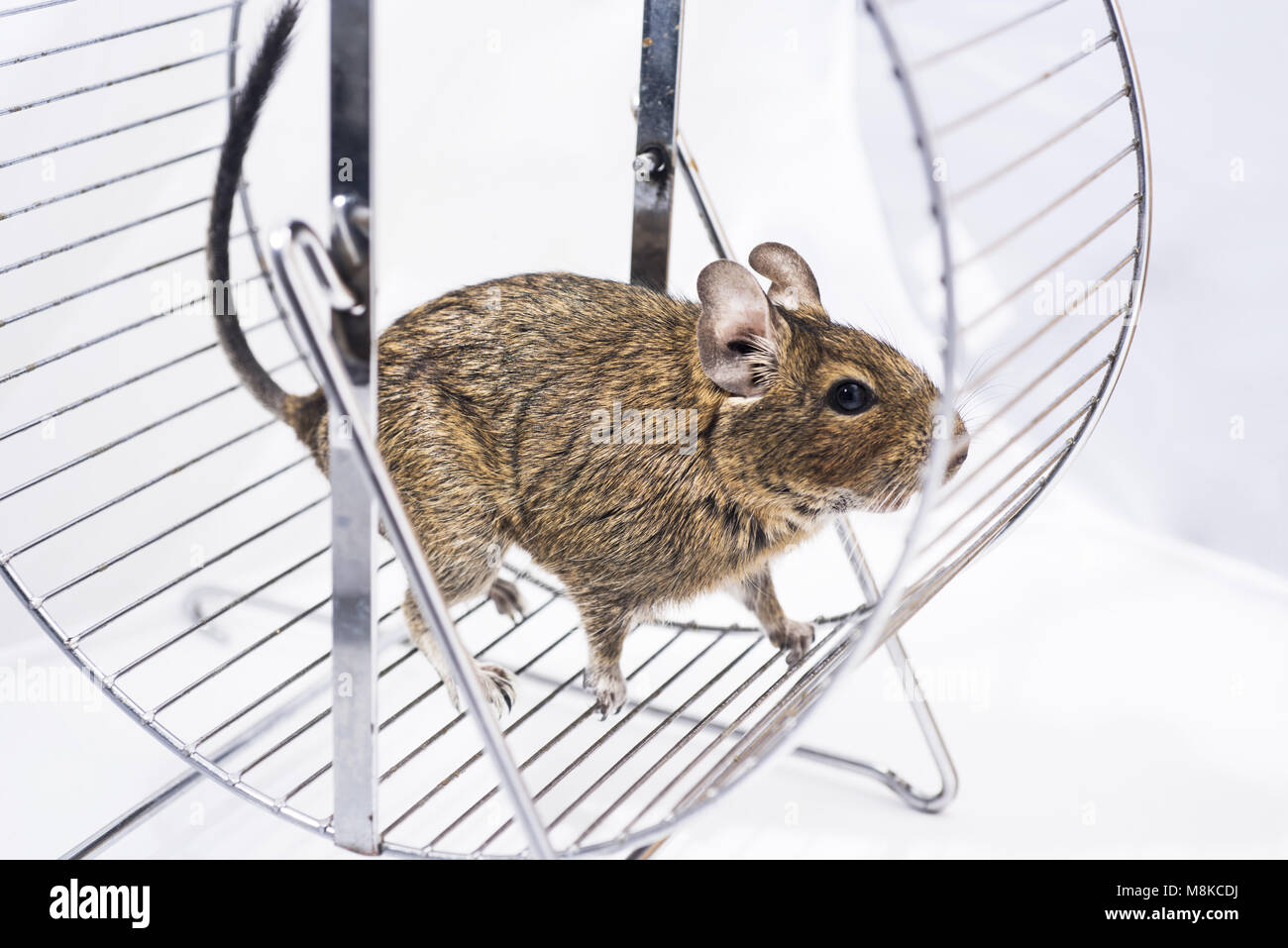 Small Australian home pet Degu. Isolated on white background Stock ...