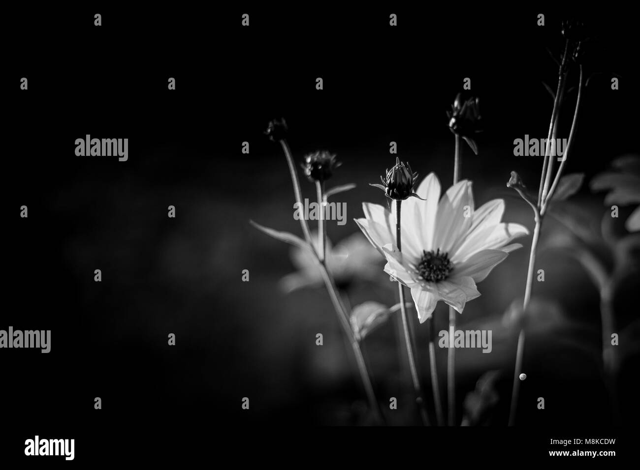 Single flower Black and White Stock Photos & Images - Alamy