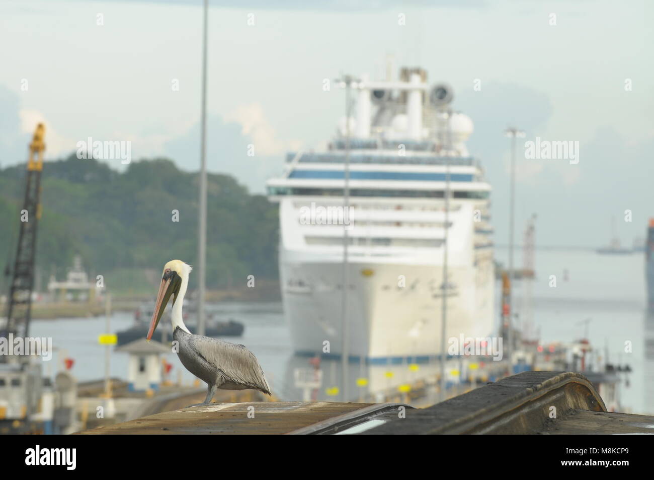 Coral Princess cruise ship passes through the Panama Canal Stock Photo ...