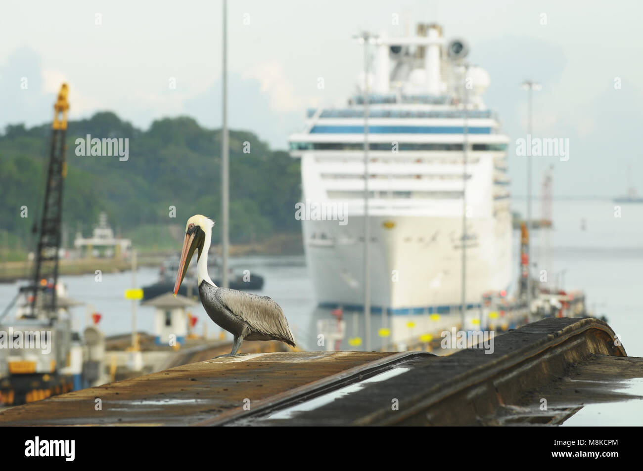 Coral Princess cruise ship passes through the Panama Canal Stock Photo ...