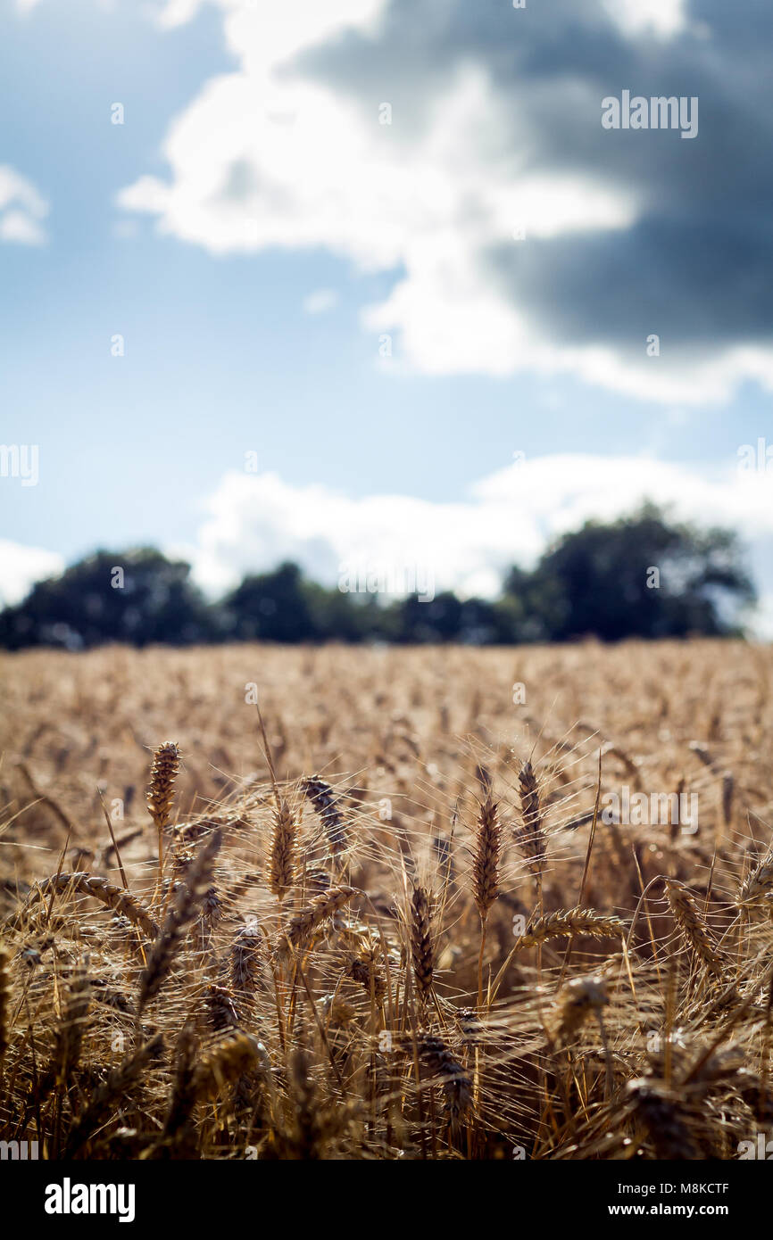 Netherton yorkshire hi-res stock photography and images - Alamy