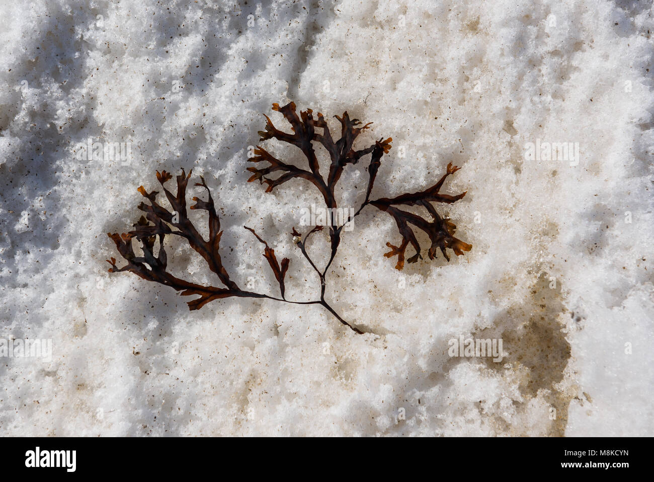 Seaweed on ice at seaside Stock Photo - Alamy