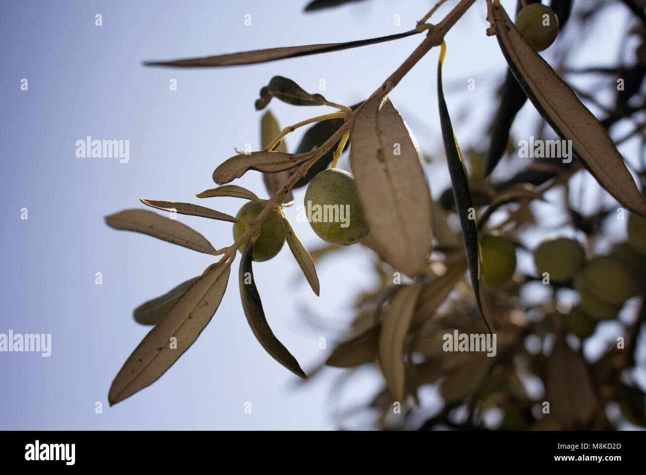 Close up view of raw olives on tree with clear, blue sky background ...