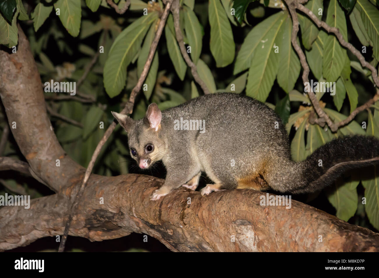 Common Brushtail Possum