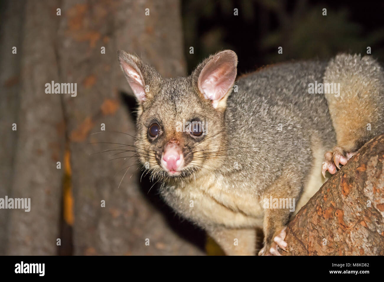 Common Brush-tail Possum Trichosurus vulpecula Stock Photo - Alamy