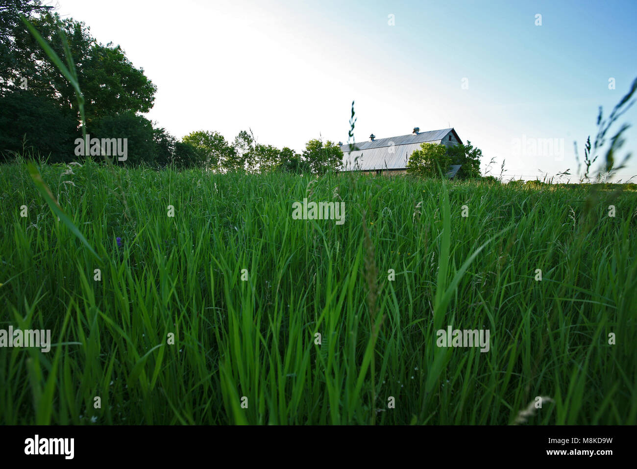 green grass field with old wood barn in the background Stock Photo - Alamy