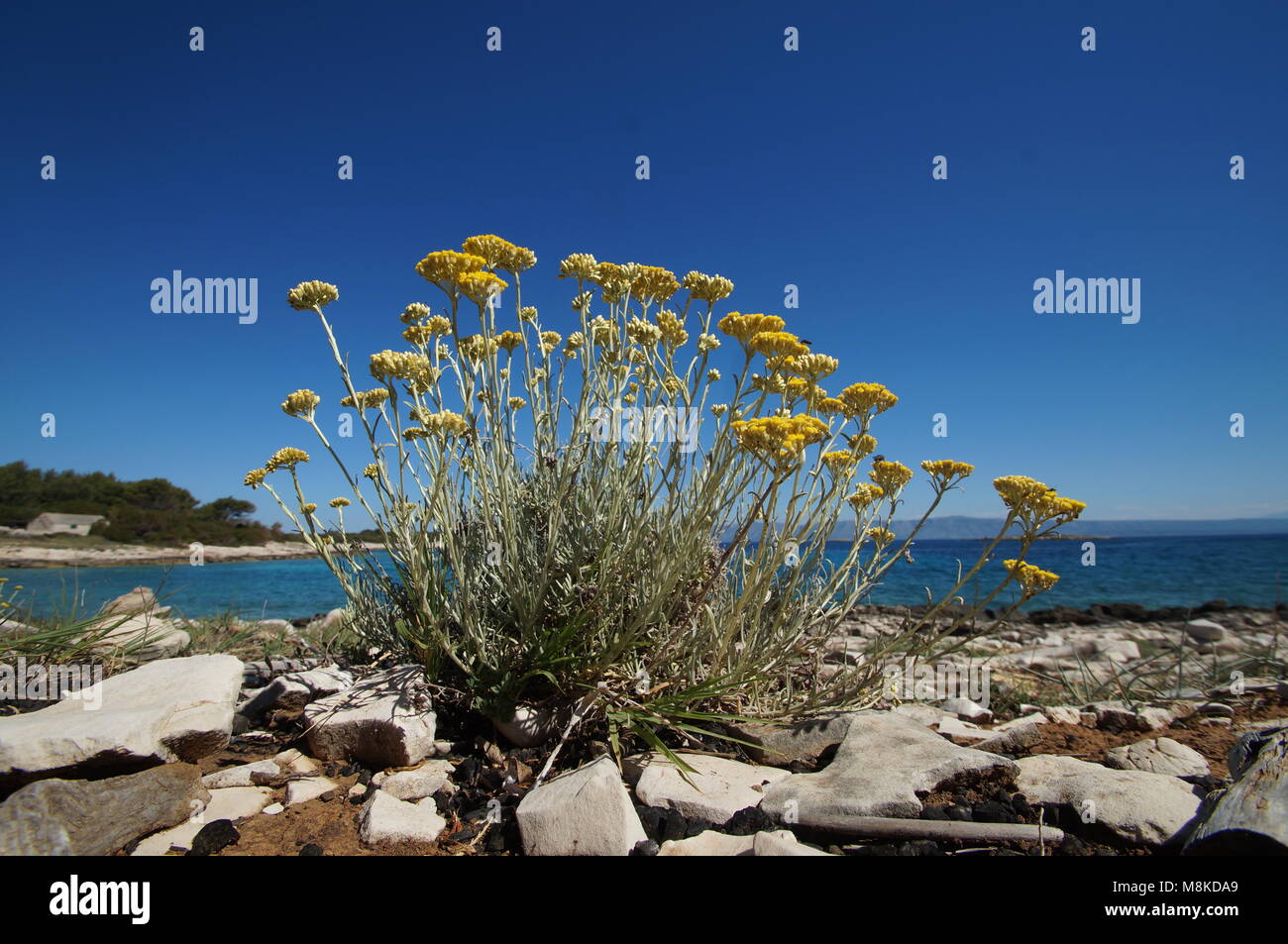 Proizd hi-res stock photography and images - Alamy