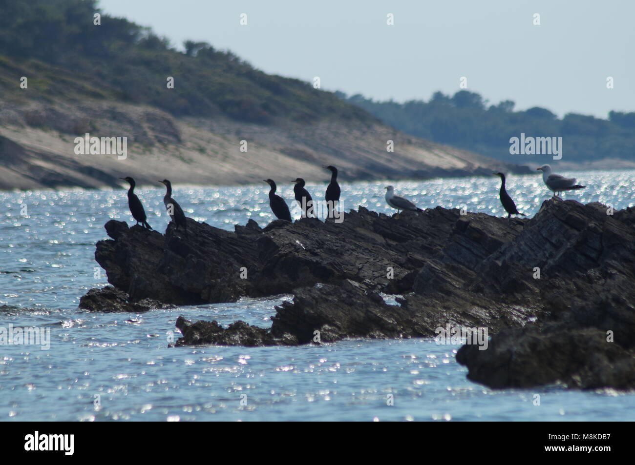 Grebes bird hi-res stock photography and images - Alamy