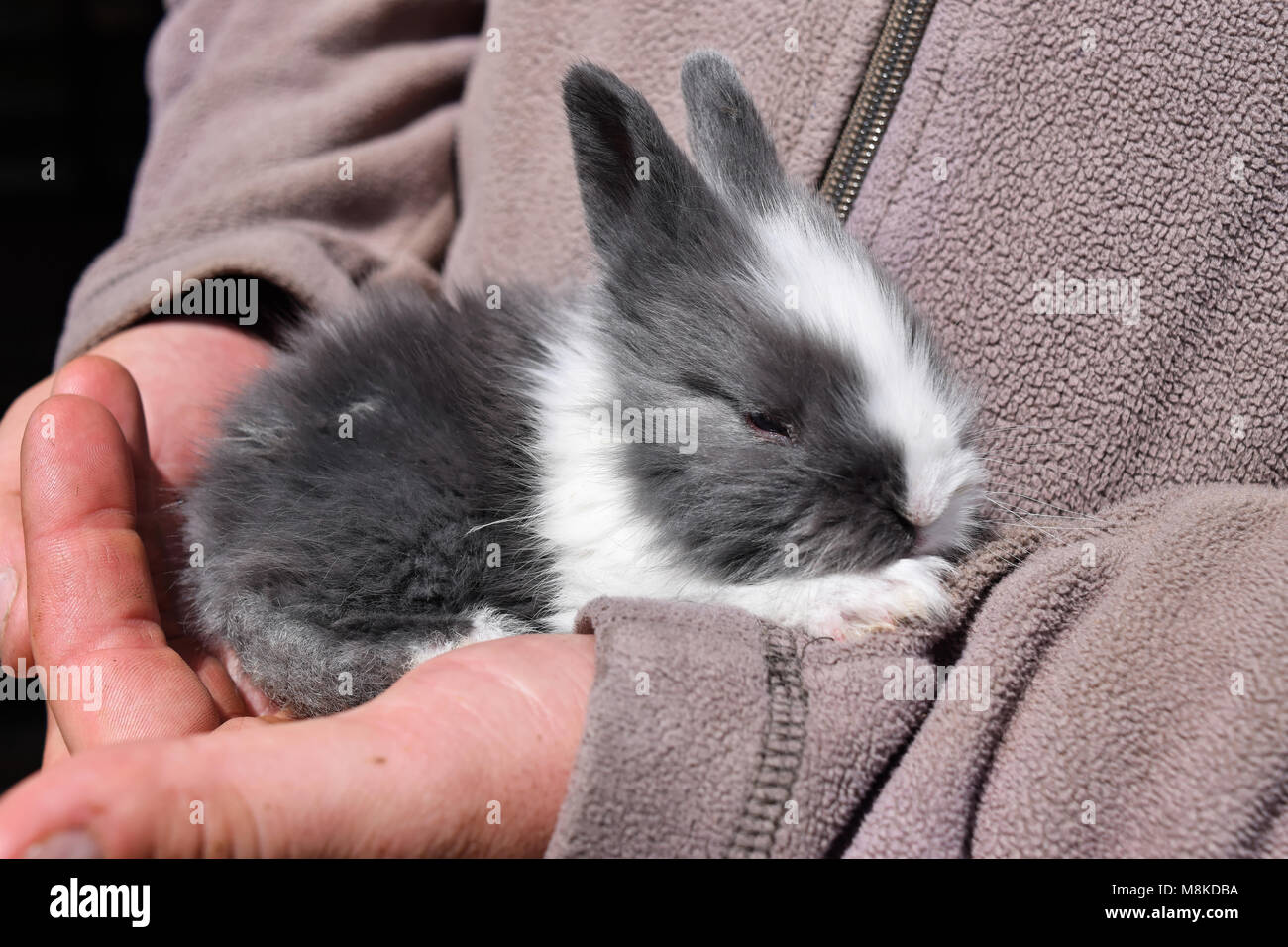 Molly baby hi-res stock photography and images - Alamy