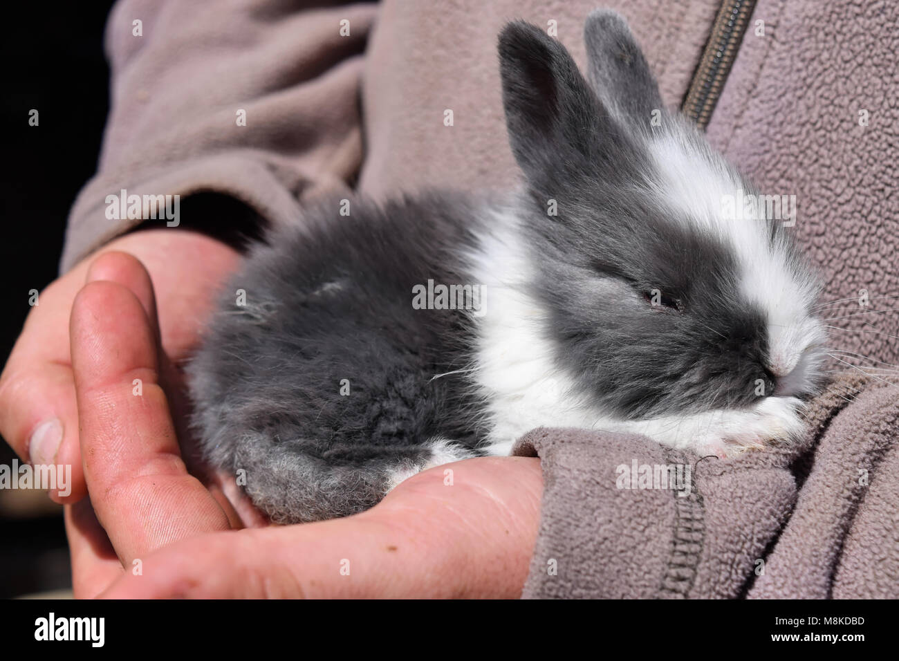 Cute baby rabbit Stock Photo - Alamy