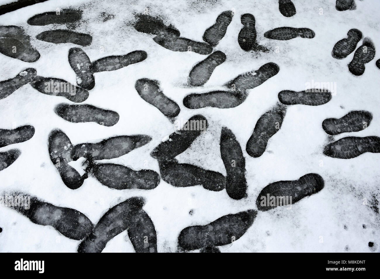 beauty, winter, frosts, hoarfrost, still life, natural, beauty, season ...