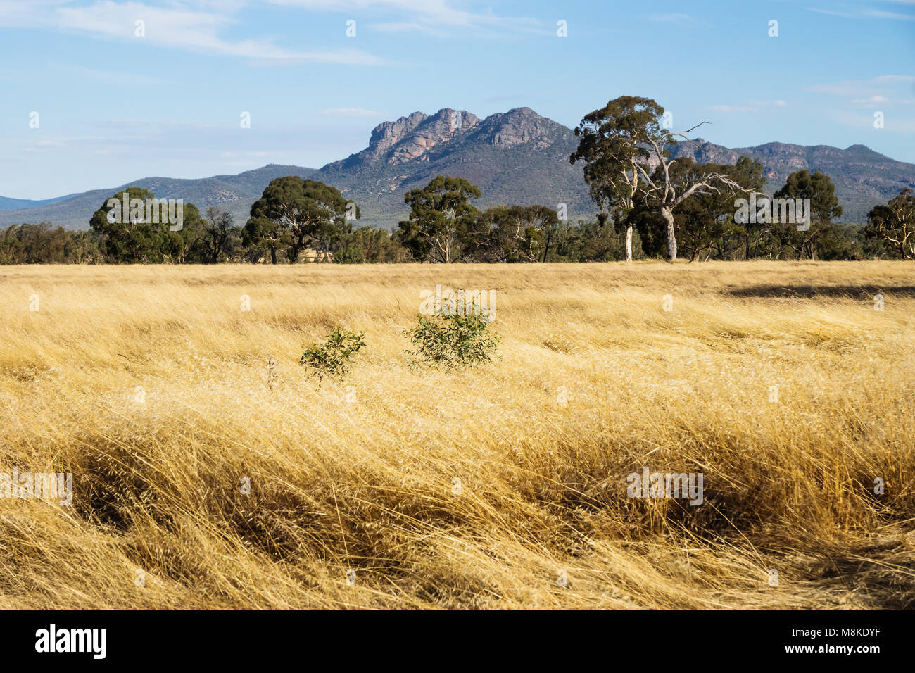 Grassland australia hi-res stock photography and images - Alamy