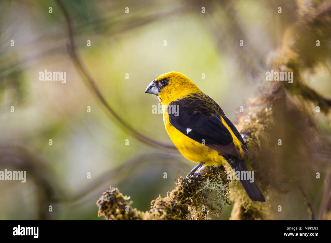 Pheucticus tibialis hi-res stock photography and images - Alamy