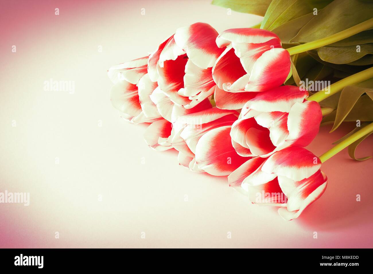 Red tulips with white border on pink background Stock Photo - Alamy