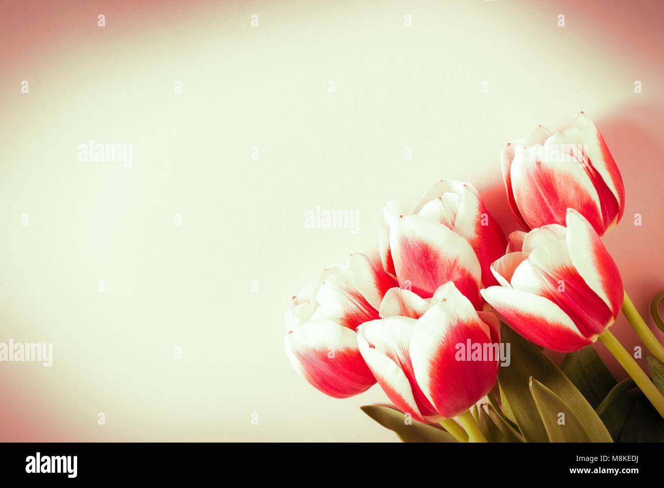 Red tulips with white border on pink background Stock Photo - Alamy