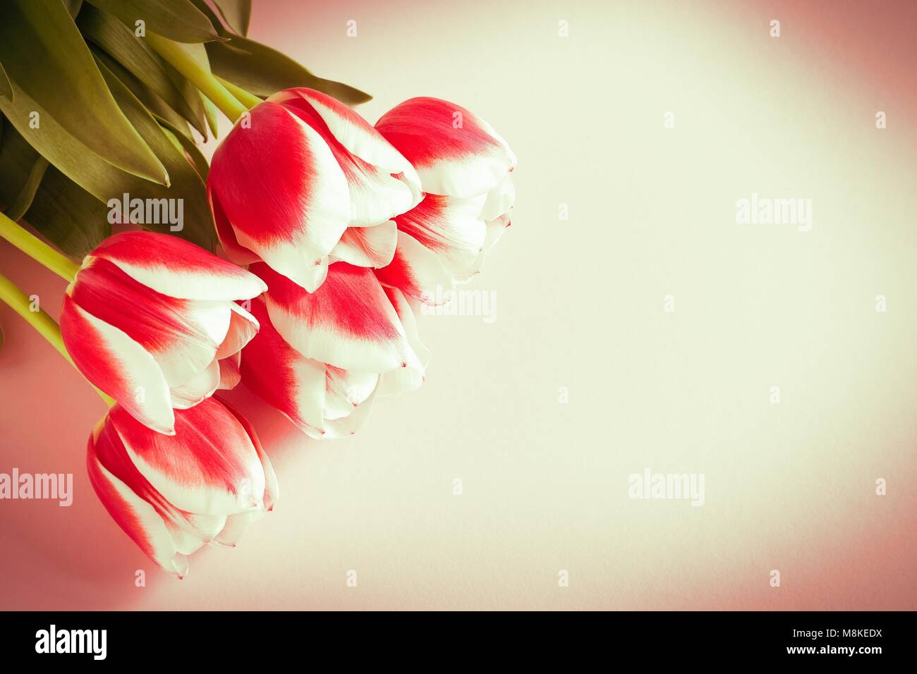 Red tulips with white border on pink background Stock Photo - Alamy