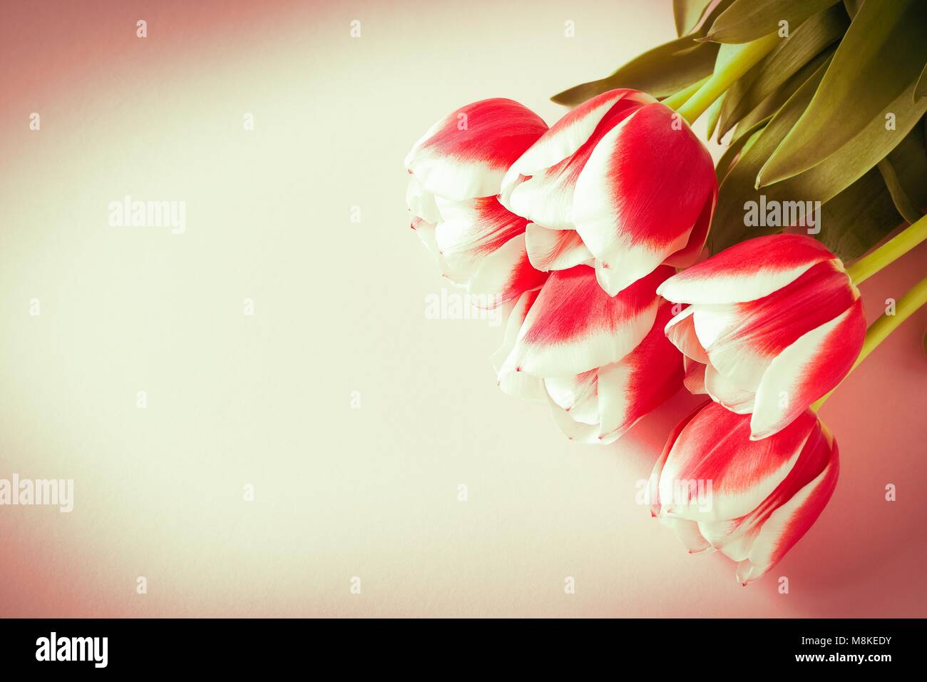 Red tulips with white border on pink background Stock Photo - Alamy