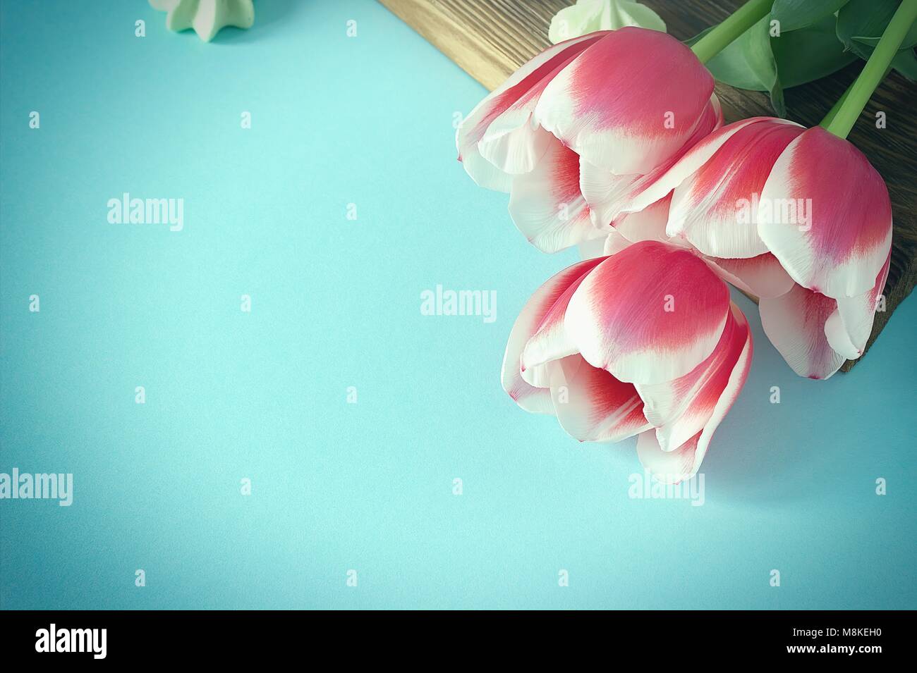 Red tulip whith white border on blue background marshmallow Stock Photo ...