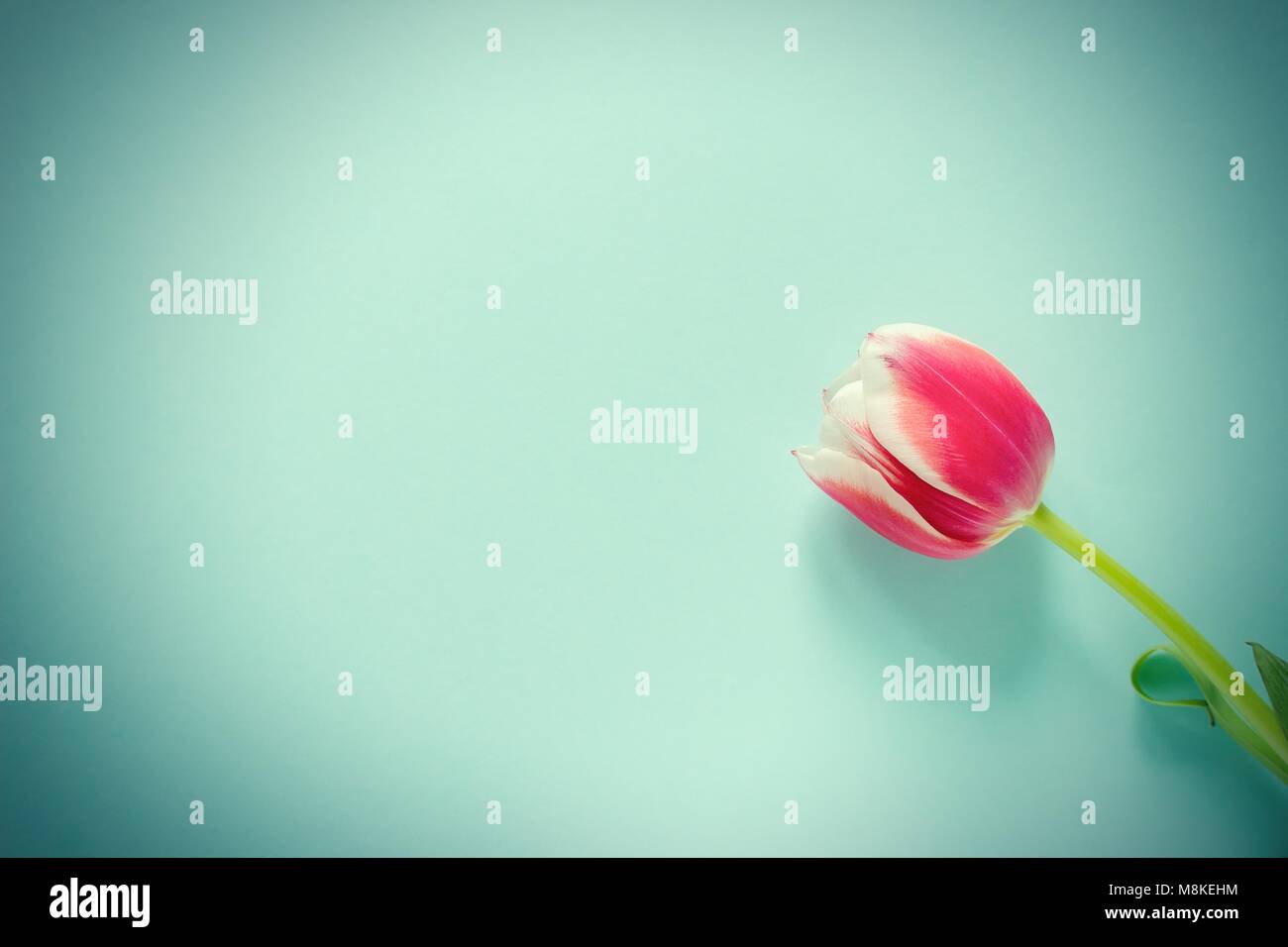 Purple tulip with white border on blue background Stock Photo - Alamy