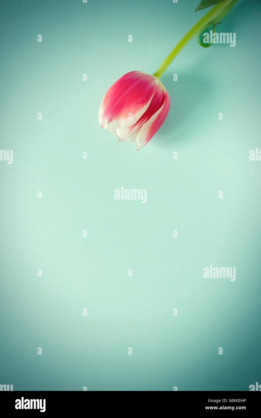 Purple tulip with white border on blue background Stock Photo - Alamy