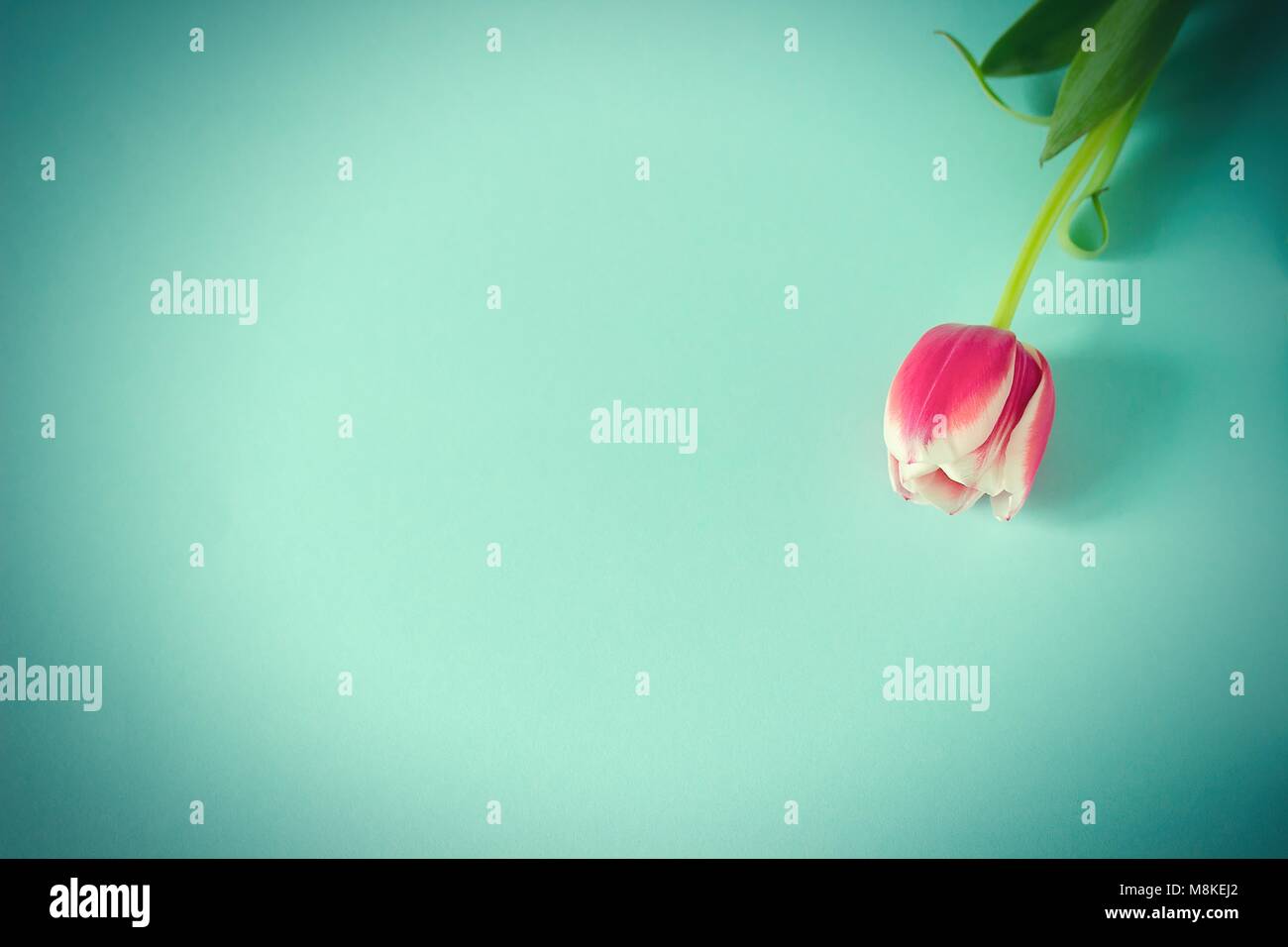 Purple tulip with white border on blue background Stock Photo - Alamy