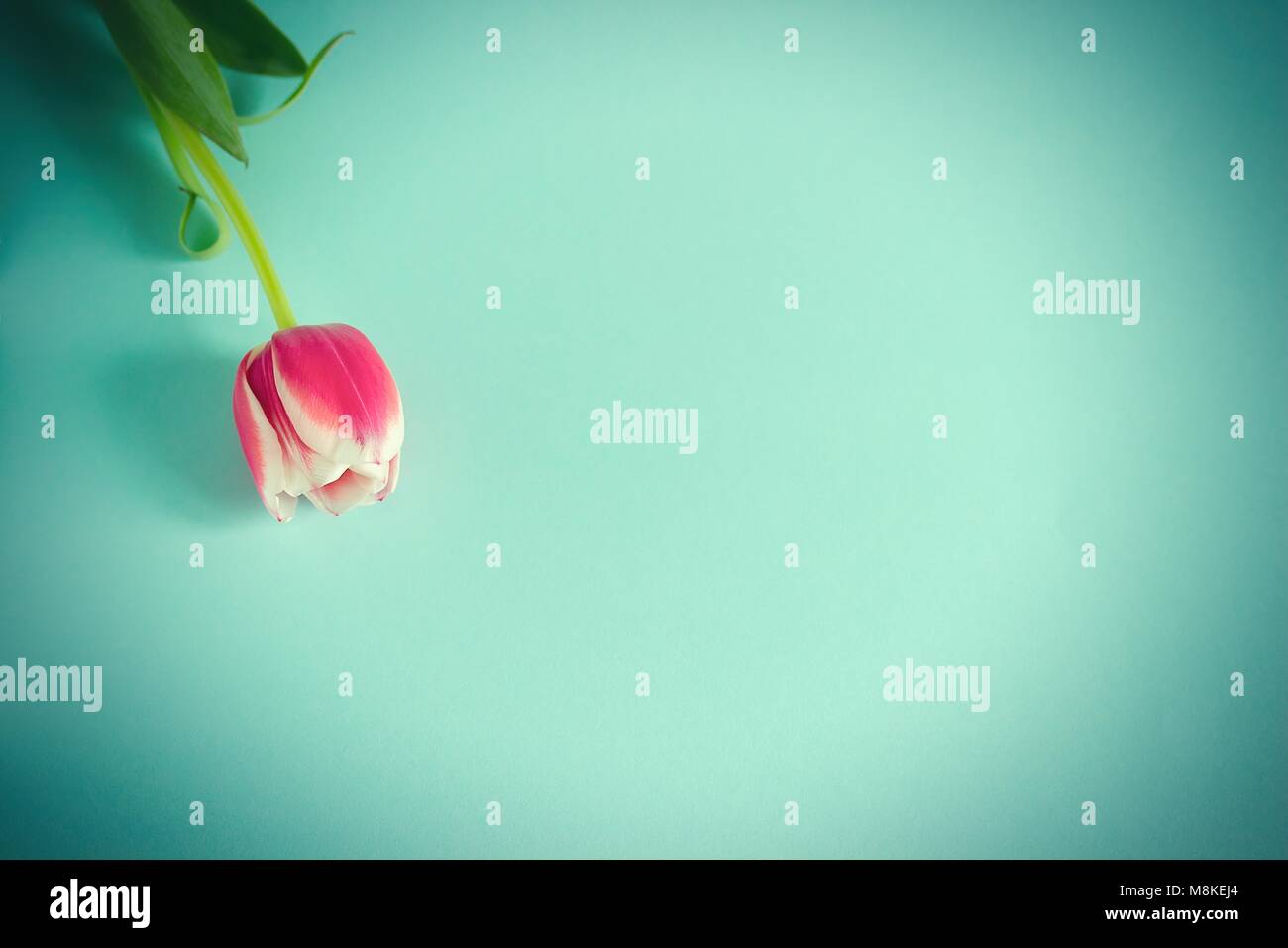 Purple tulip with white border on blue background Stock Photo - Alamy