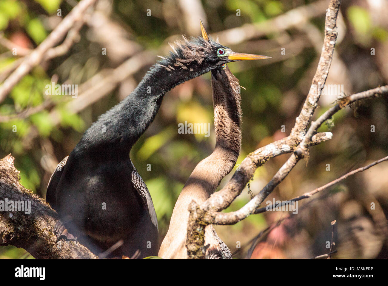 Courting Anhingas bird called Anhinga anhinga and snakebird in the ...