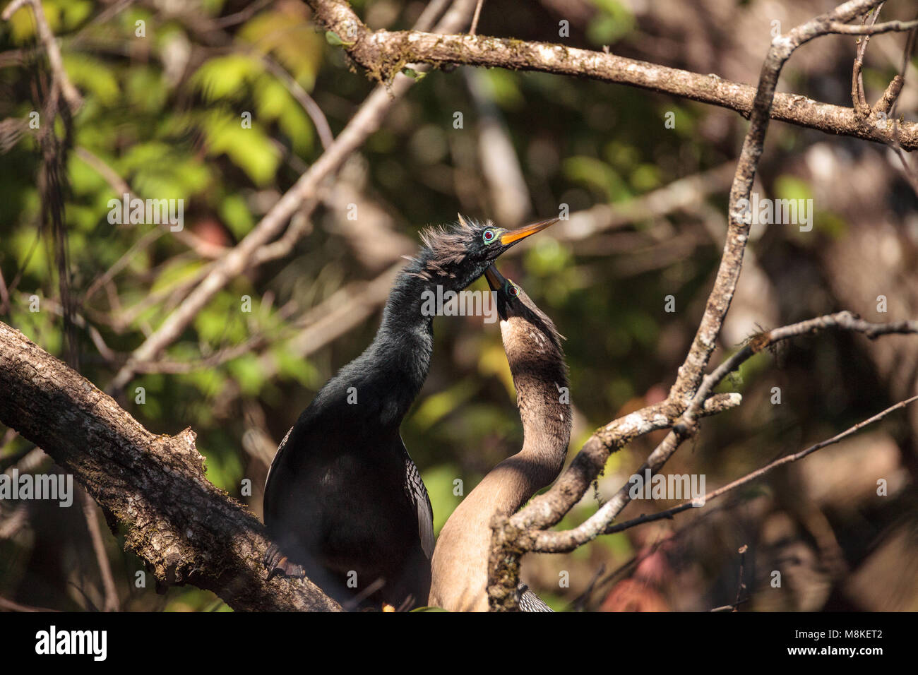 Courting Anhingas bird called Anhinga anhinga and snakebird in the ...