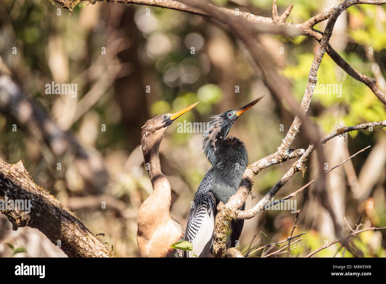 Courting Anhingas bird called Anhinga anhinga and snakebird in the Corkscrew Swamp Sanctuary in ...