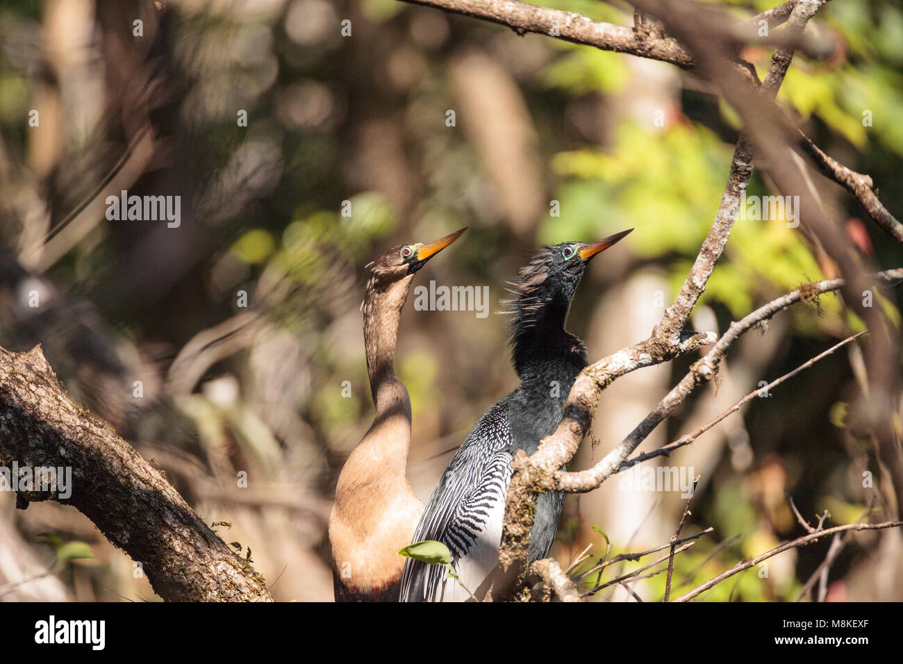 Courting Anhingas bird called Anhinga anhinga and snakebird in the ...