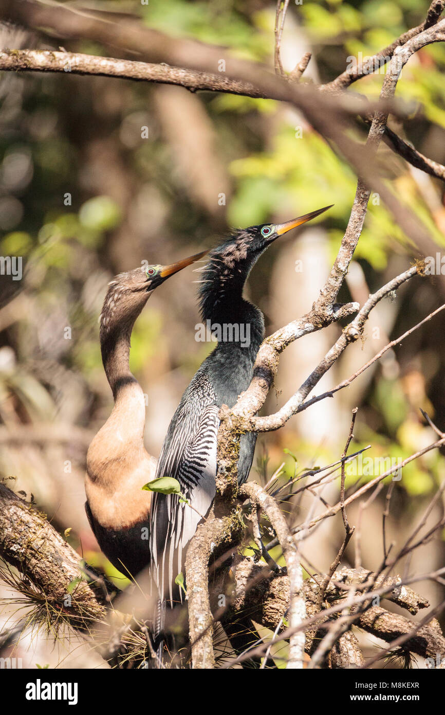 Courting Anhingas bird called Anhinga anhinga and snakebird in the Corkscrew Swamp Sanctuary in ...