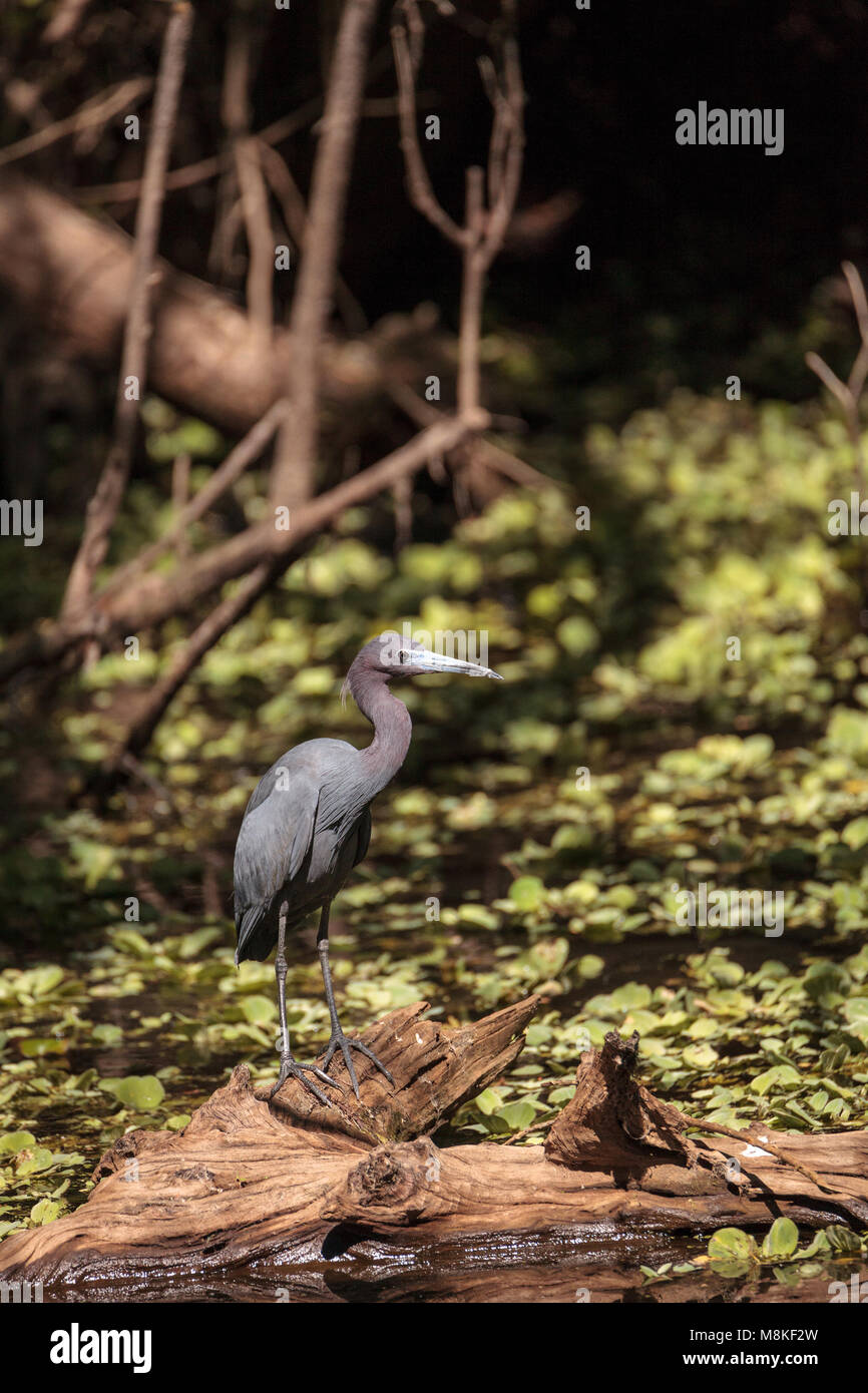 Little blue heron bird Egretta caerulea hunts for frogs amid water fern ...