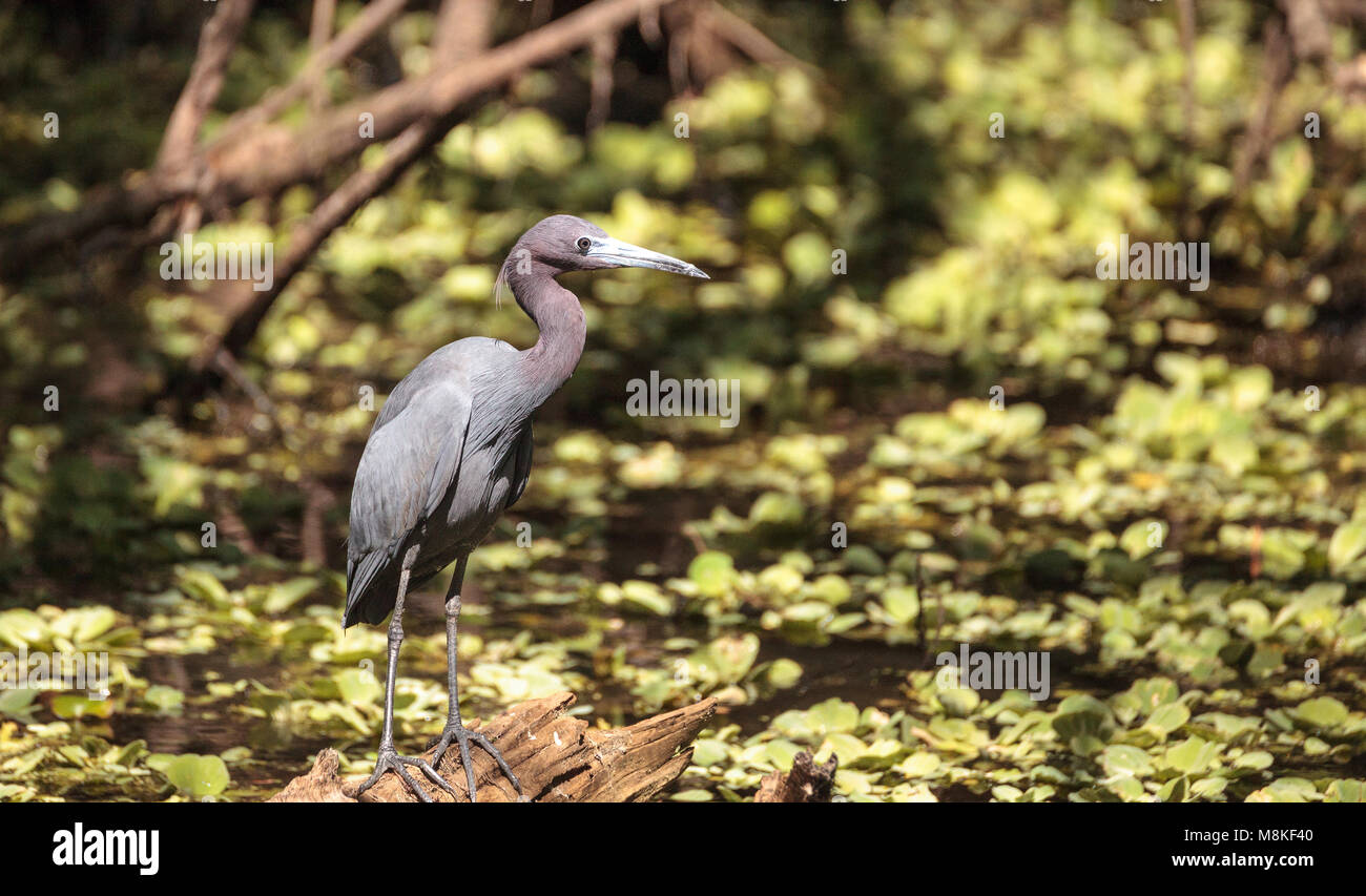 Little blue heron bird Egretta caerulea hunts for frogs amid water fern ...