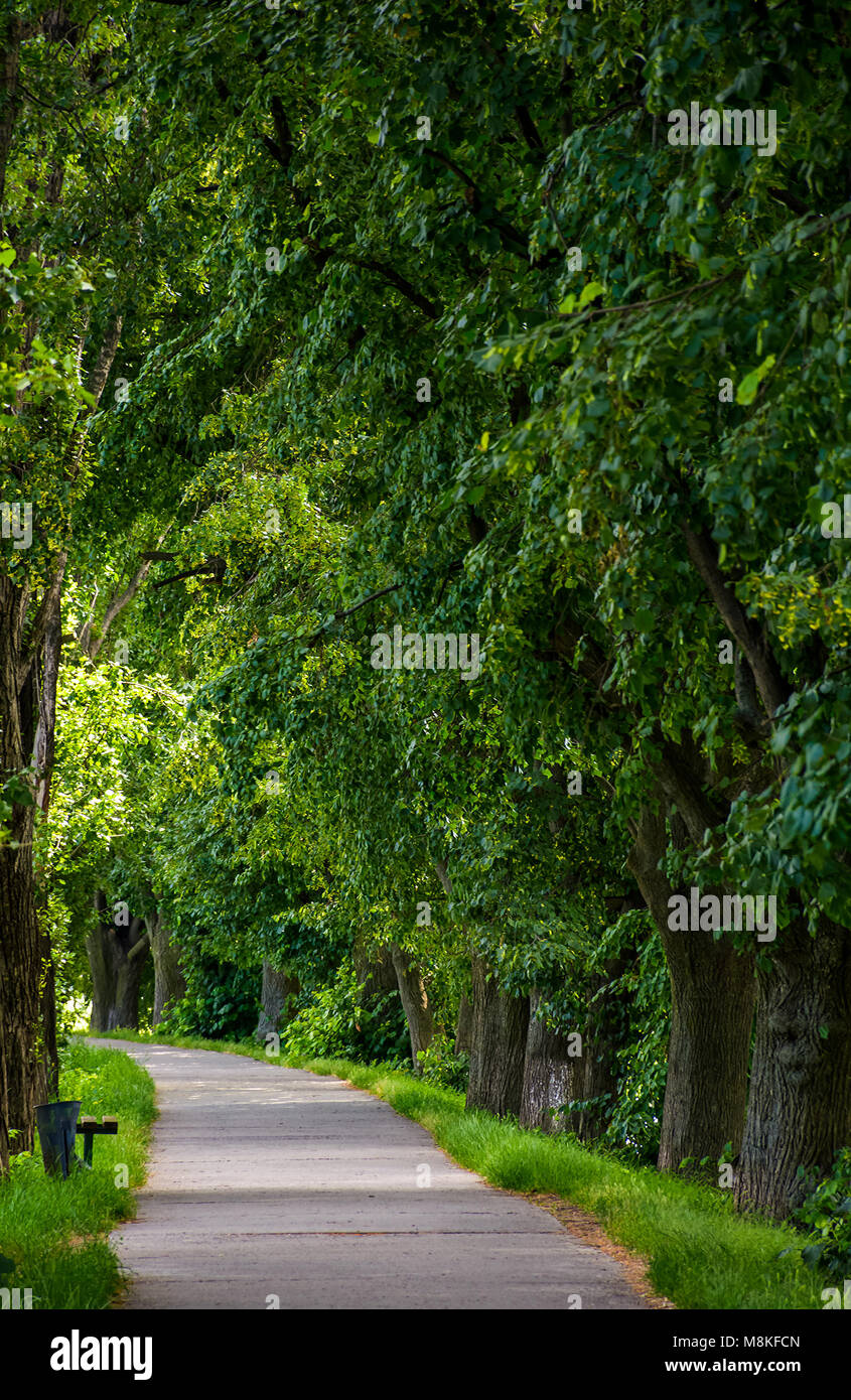 walking path under the Linden tree crowns. lovely nature background ...