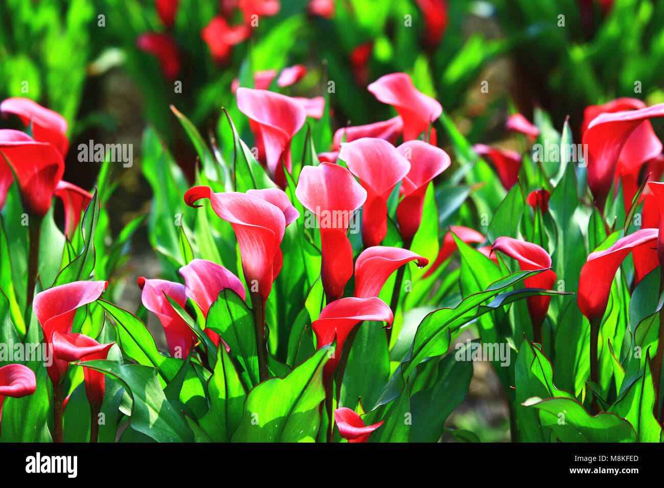 Calla lily field closeup,beautiful red flowers of calla lily blooming ...