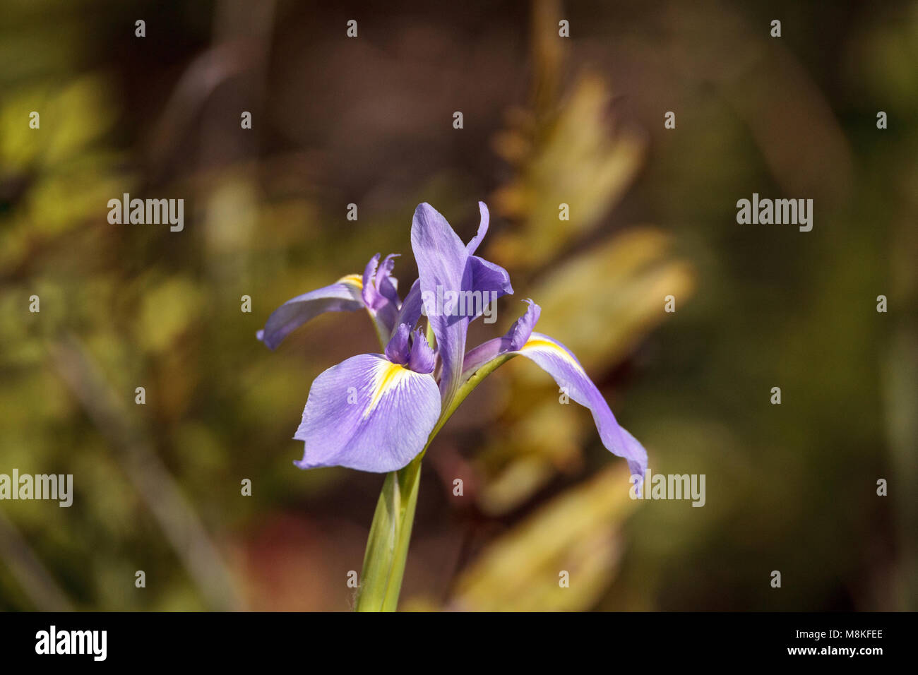 Large purple Bearded Iris Iris germanica flower blooms wild in a water ...