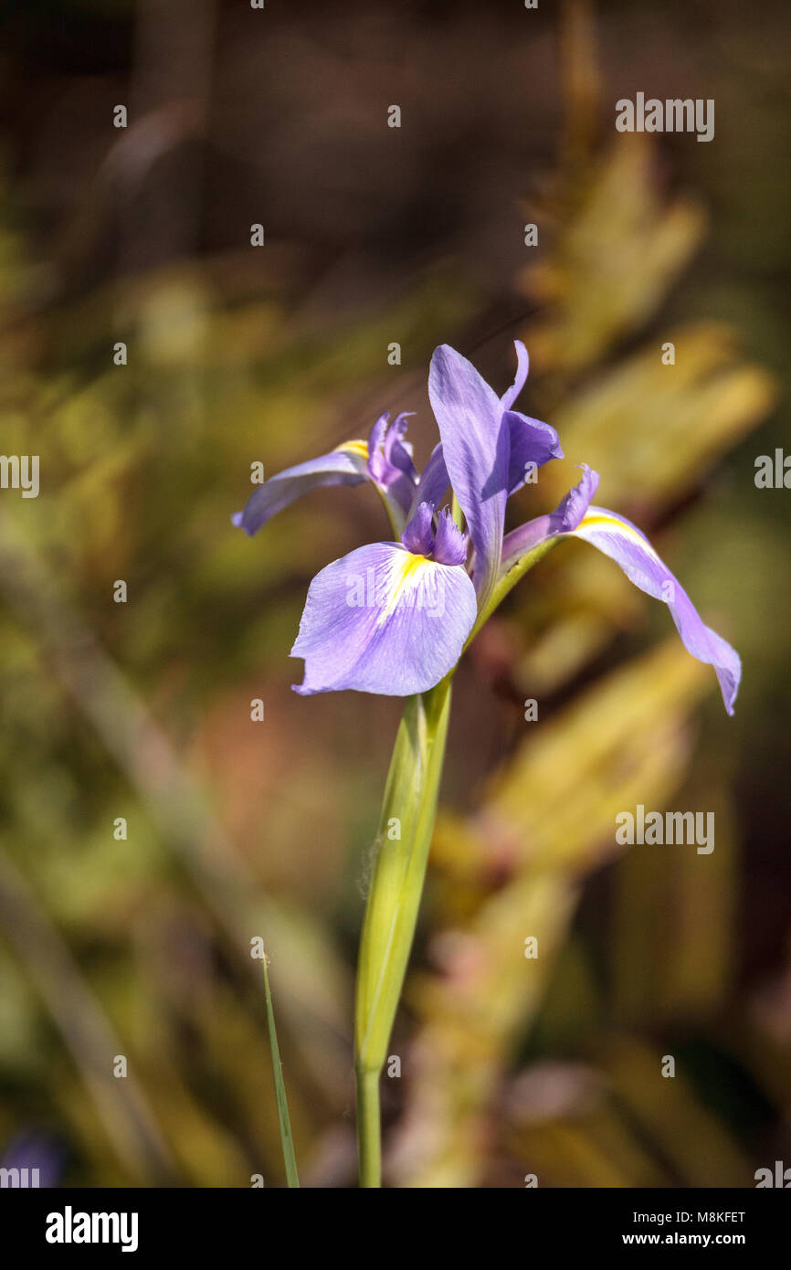 Large purple Bearded Iris Iris germanica flower blooms wild in a water ...