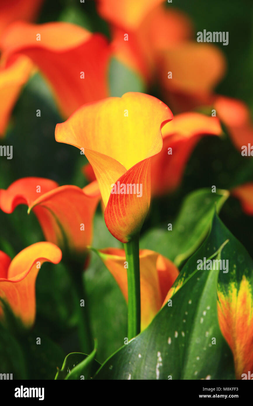 Calla lily field closeup,beautiful yellow with red flowers of calla ...