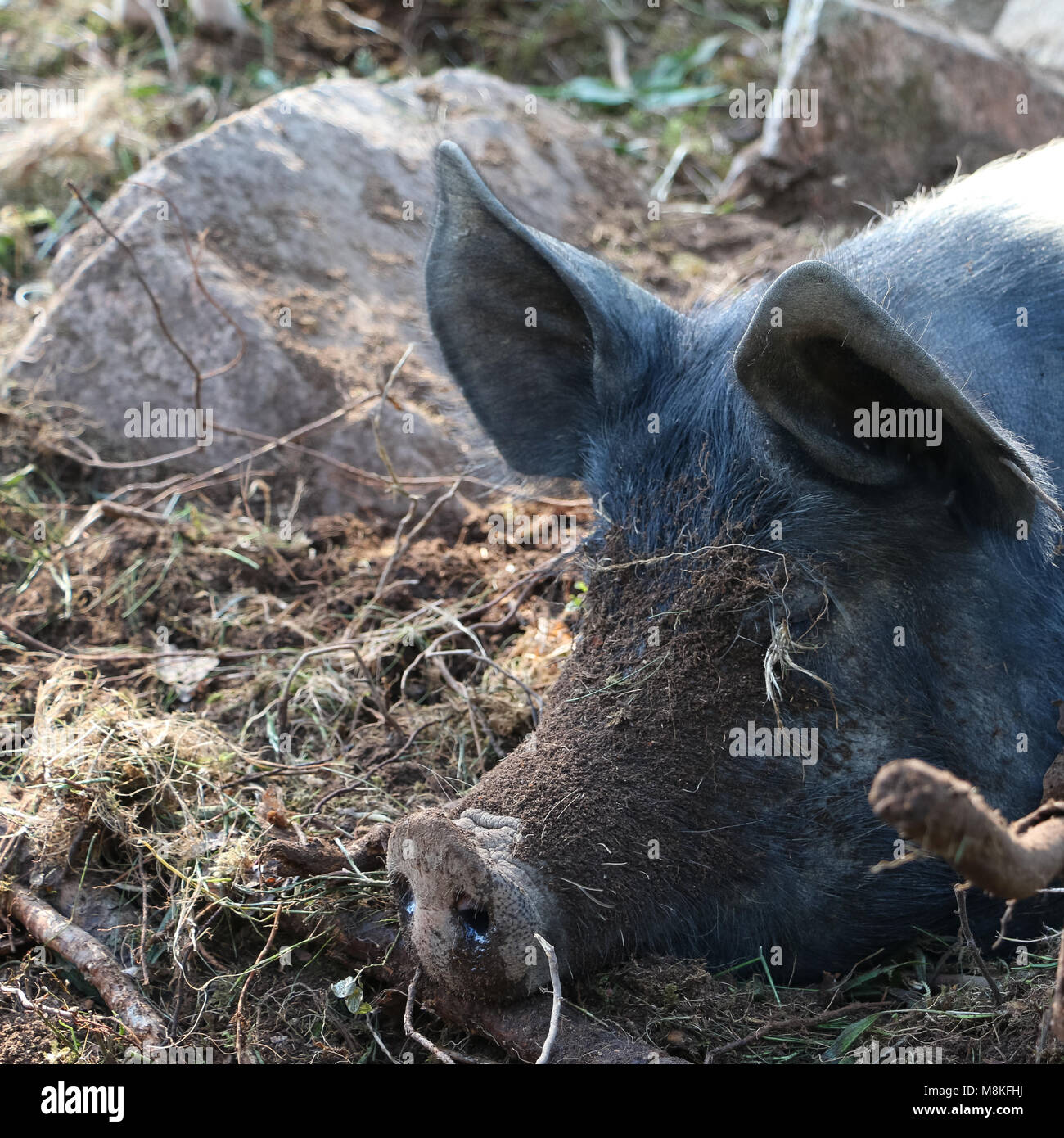 Sleeping in the forest hi-res stock photography and images - Alamy