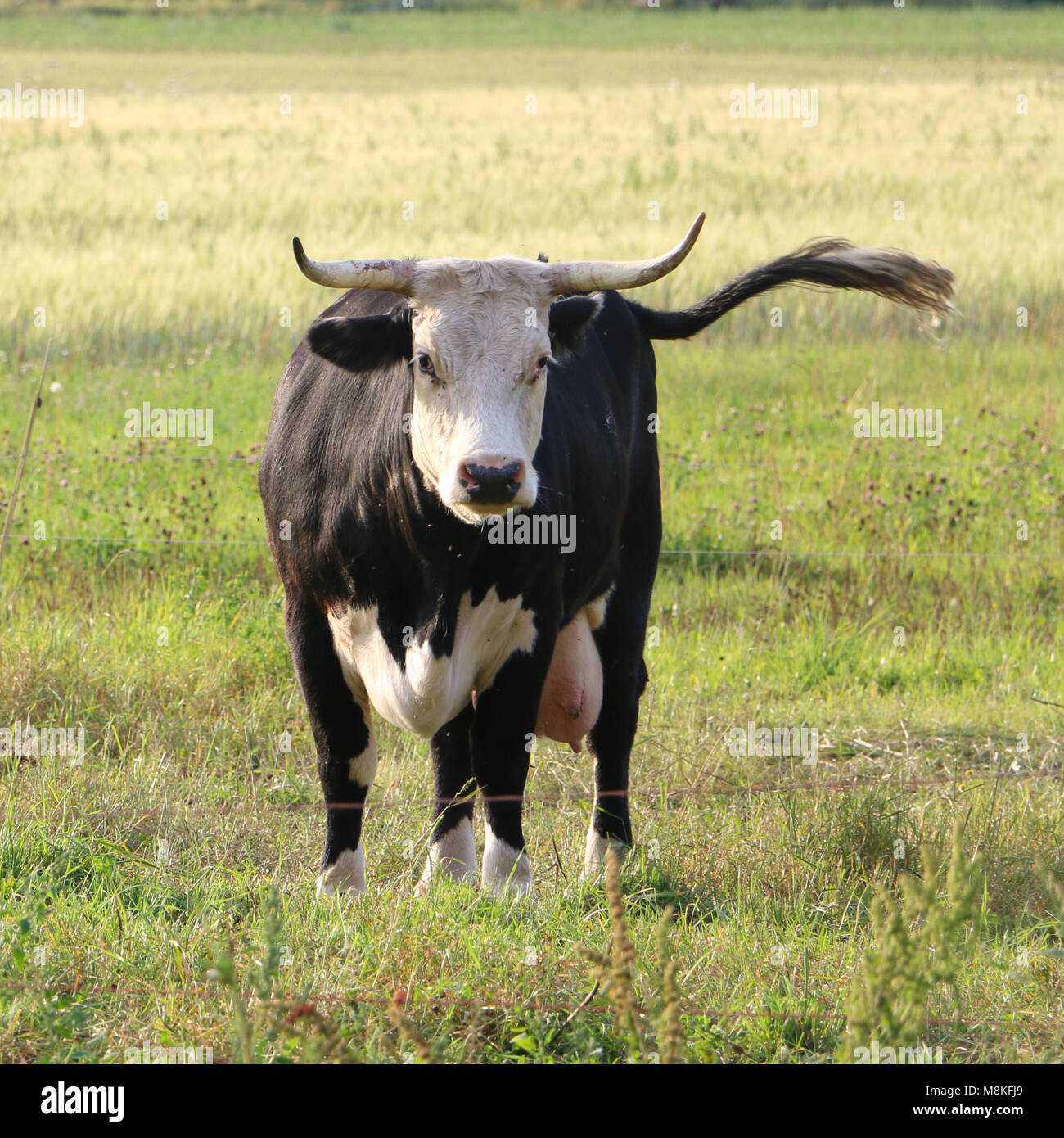 Cow tail hi-res stock photography and images - Alamy